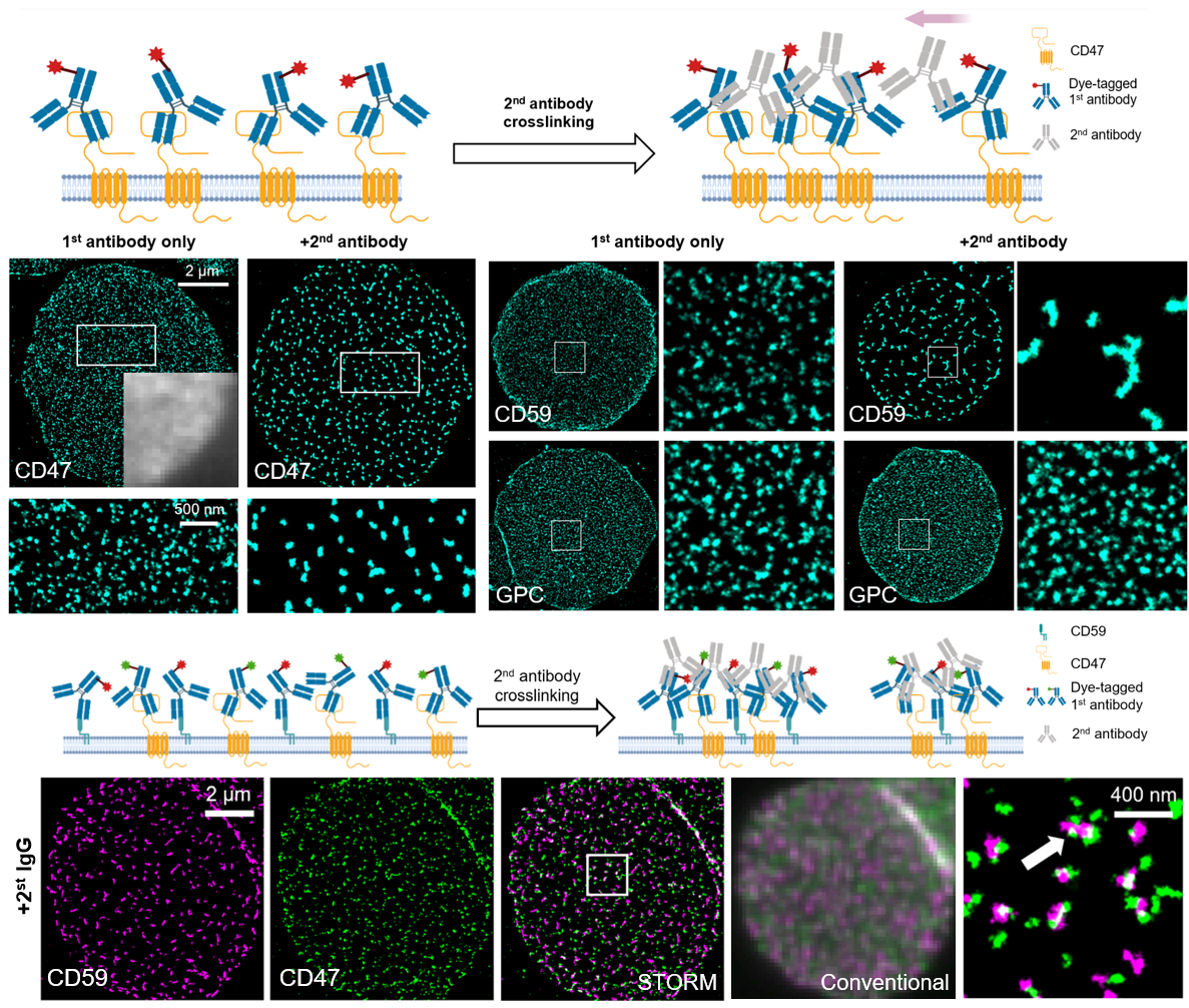 我院教师在红细胞膜蛋白CD47超分辨成像研究中获重要进展